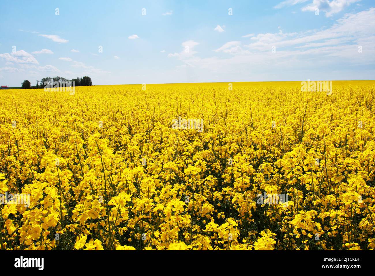 flowers of oil in rapeseed field with blue sky and clouds Stock Photo ...