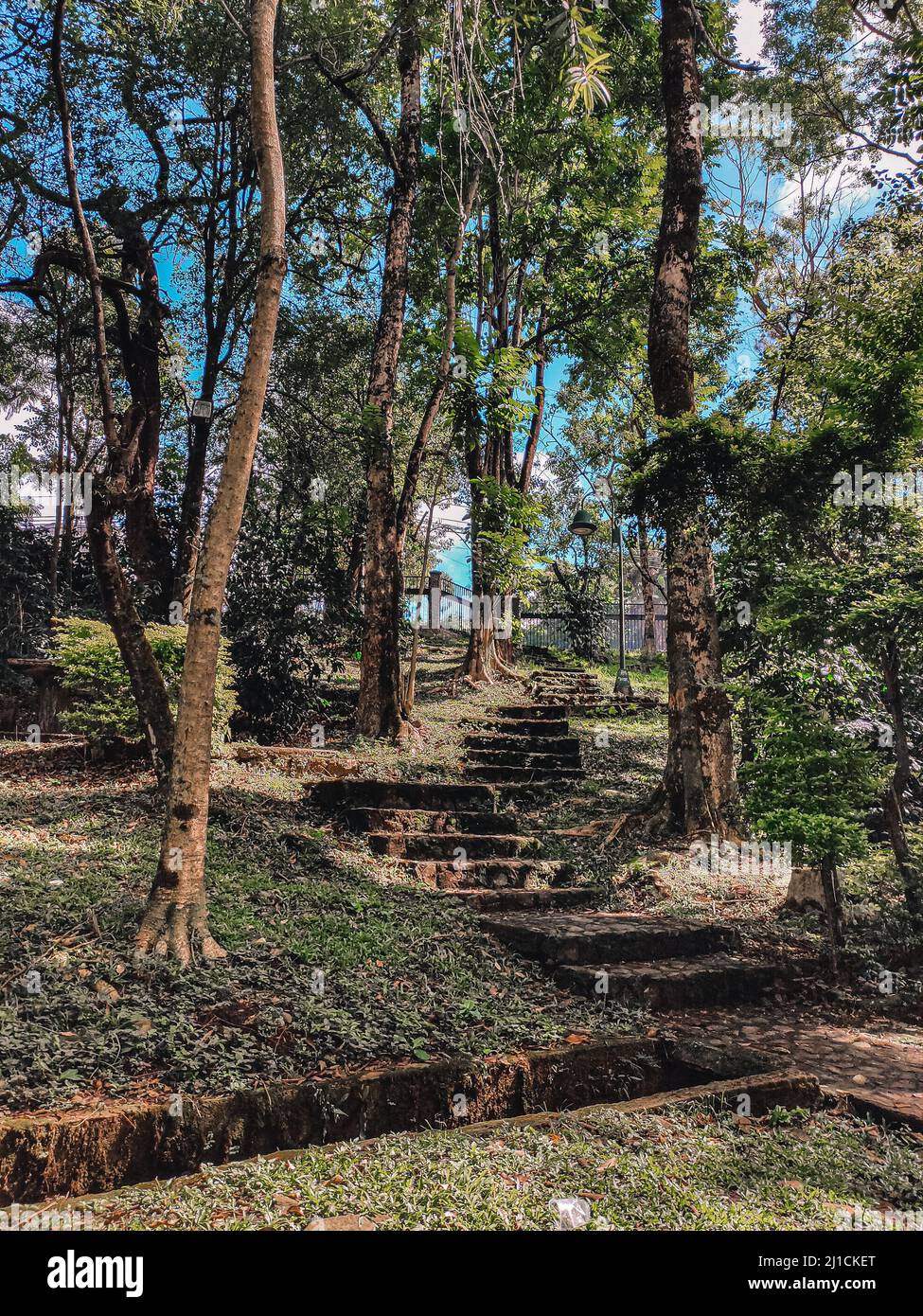 A beautiful view of a path in a garden with large trees Stock Photo - Alamy