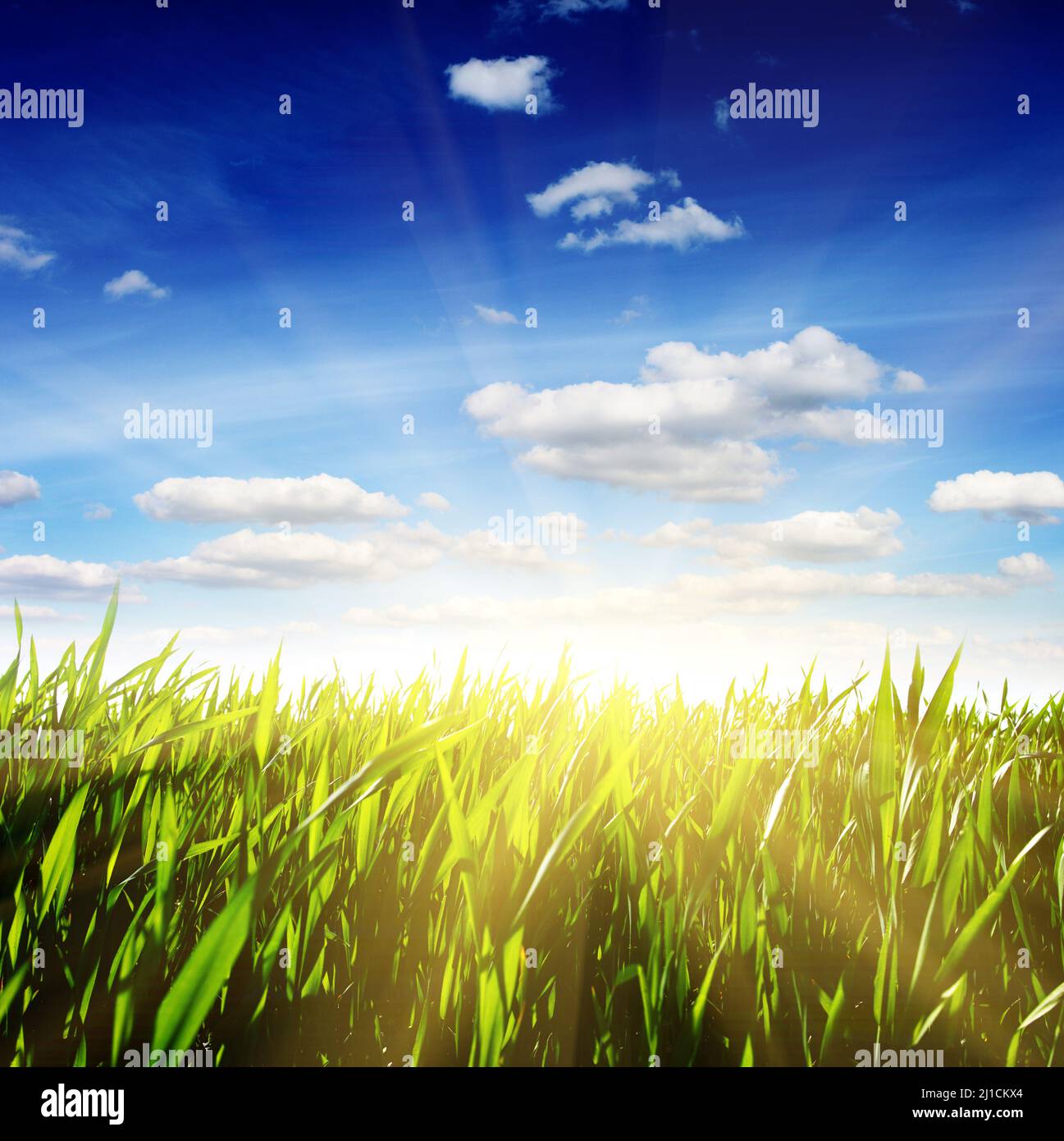 Beautiful spring flower with a green grass and the beautiful sky Stock ...