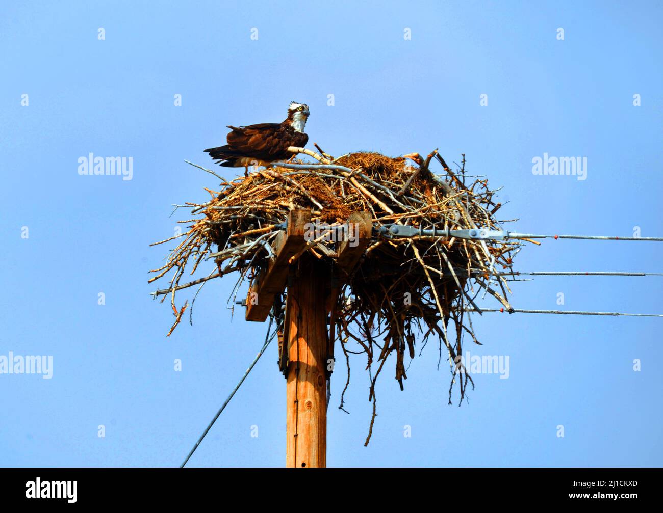 Female Osprey sits on her nest. Nest is built on a high telephone pole ...