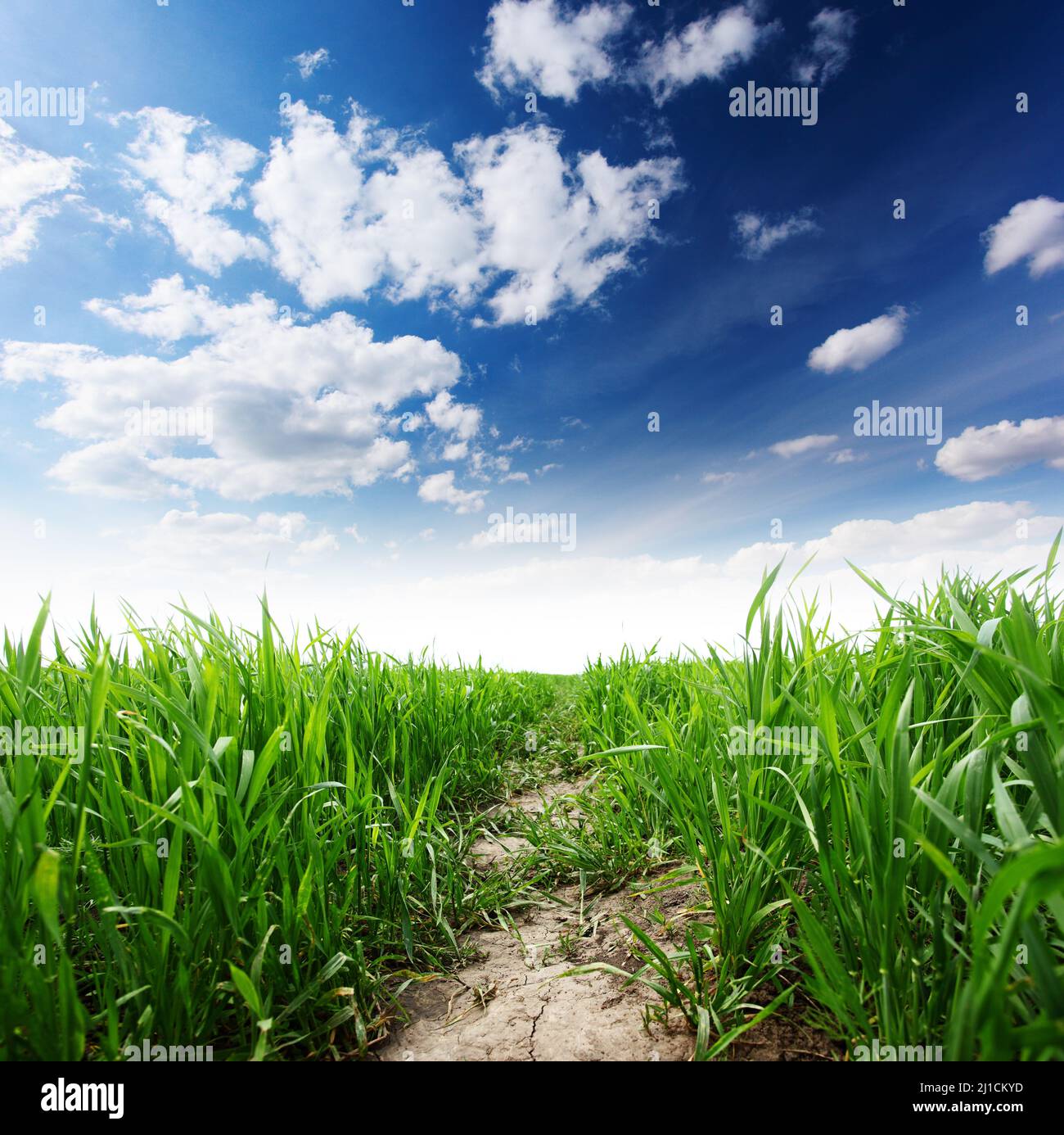Beautiful spring field with a green grass and the beautiful sky Stock ...