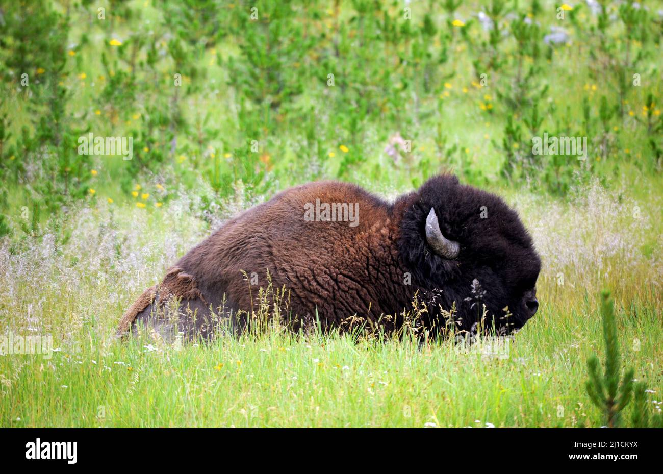 Buffalo lays in a field of green in Yellowstone National Park Stock ...