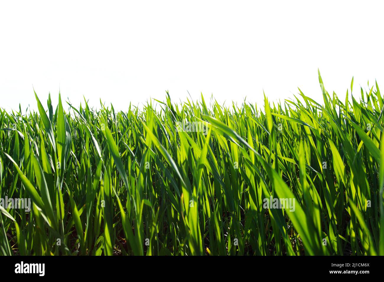 green grass isolated on white background Stock Photo - Alamy