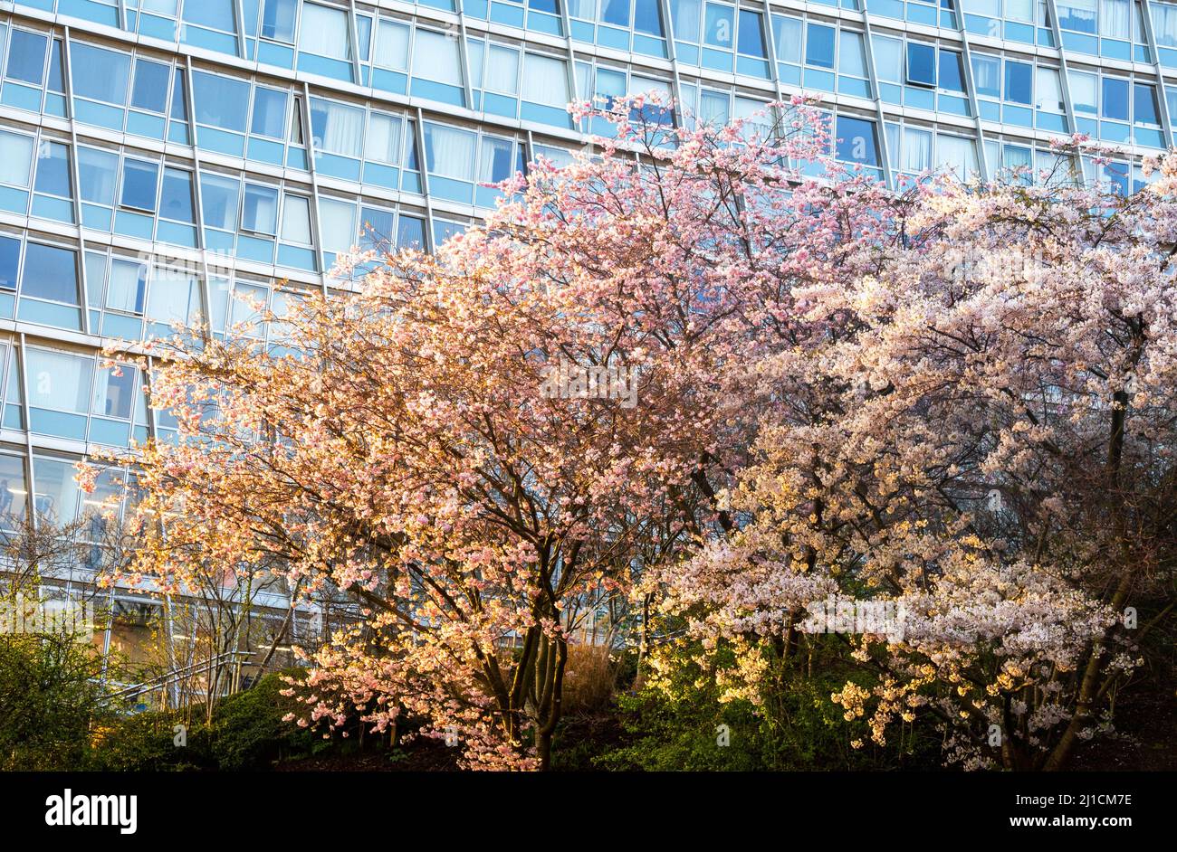 Cherry blossoms in early bloom are seen against a modern glass building ...