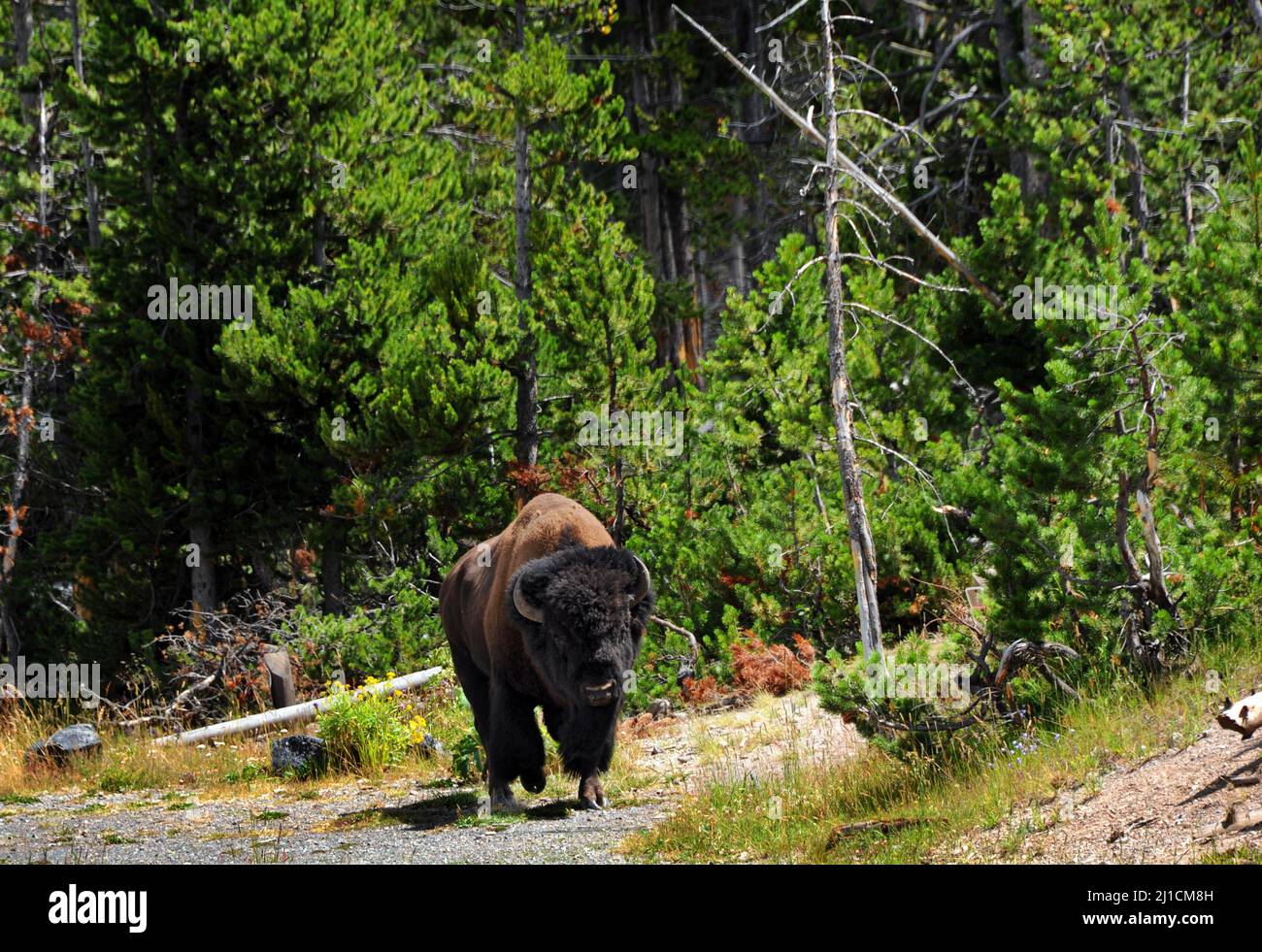 Large bison with horns, moves along wooded glade in Yellowstone ...