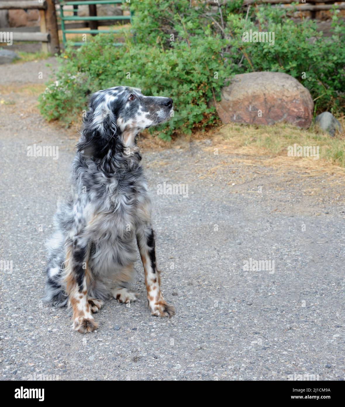 White spotted dog hi-res stock photography and images - Alamy