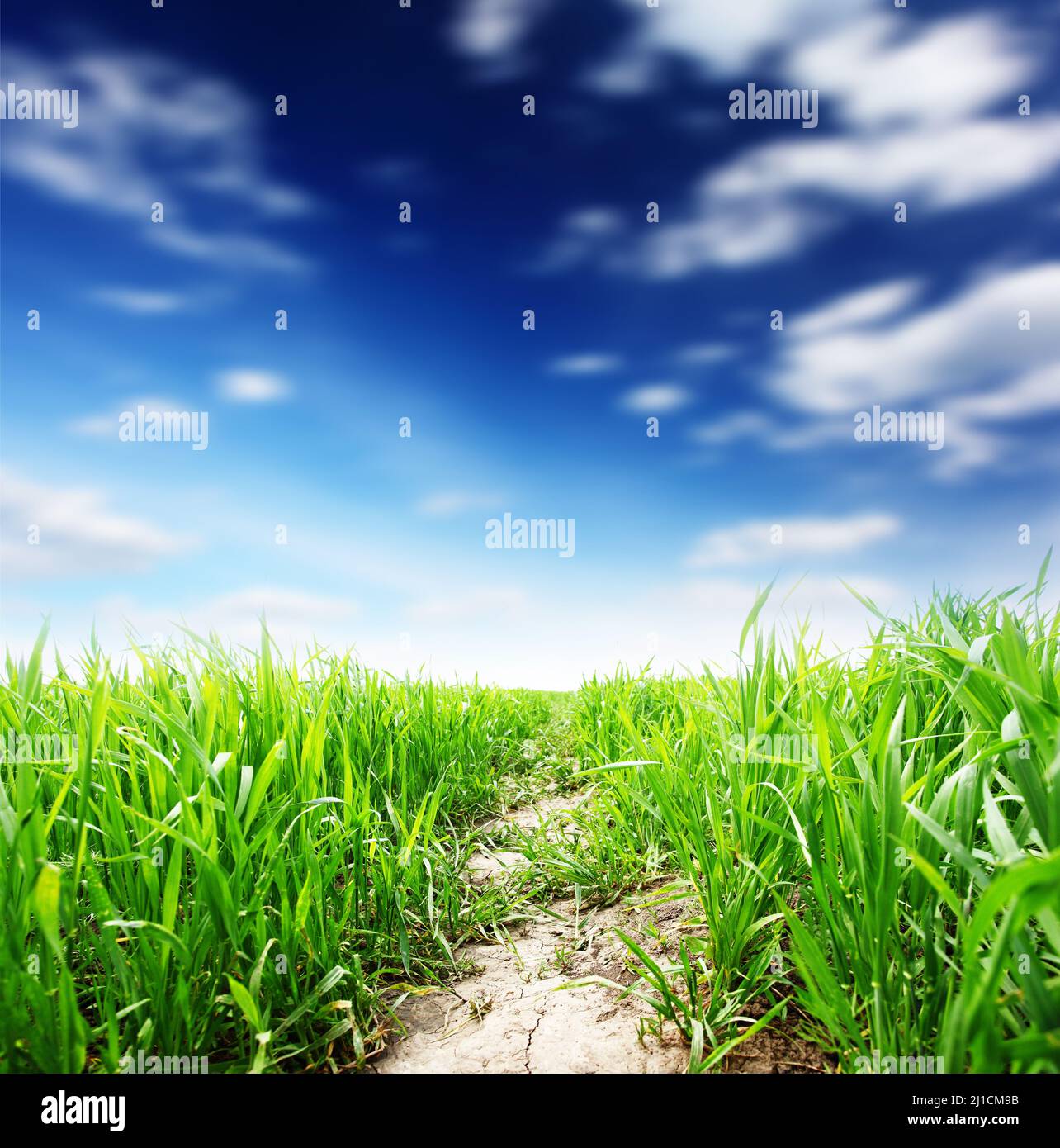 Beautiful spring field with a green grass and the beautiful sky Stock ...