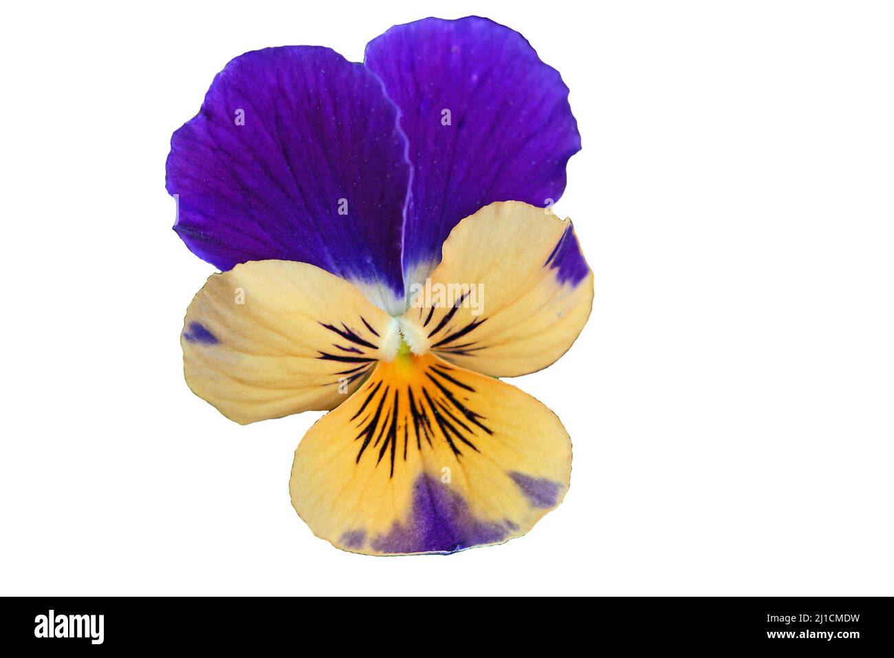 Pansy blue Cut Out Stock Images & Pictures - Alamy