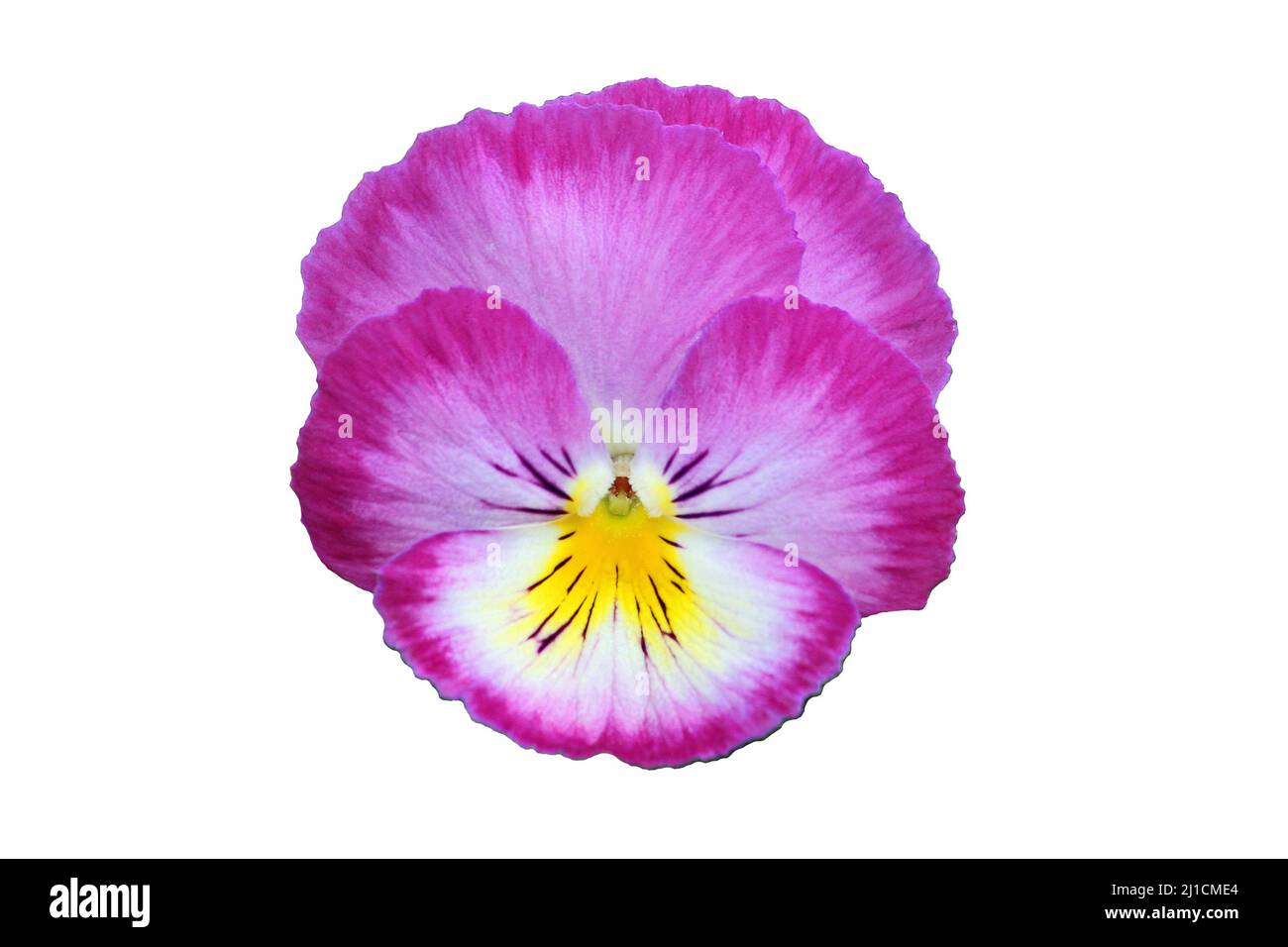 Pink Pansy Flower