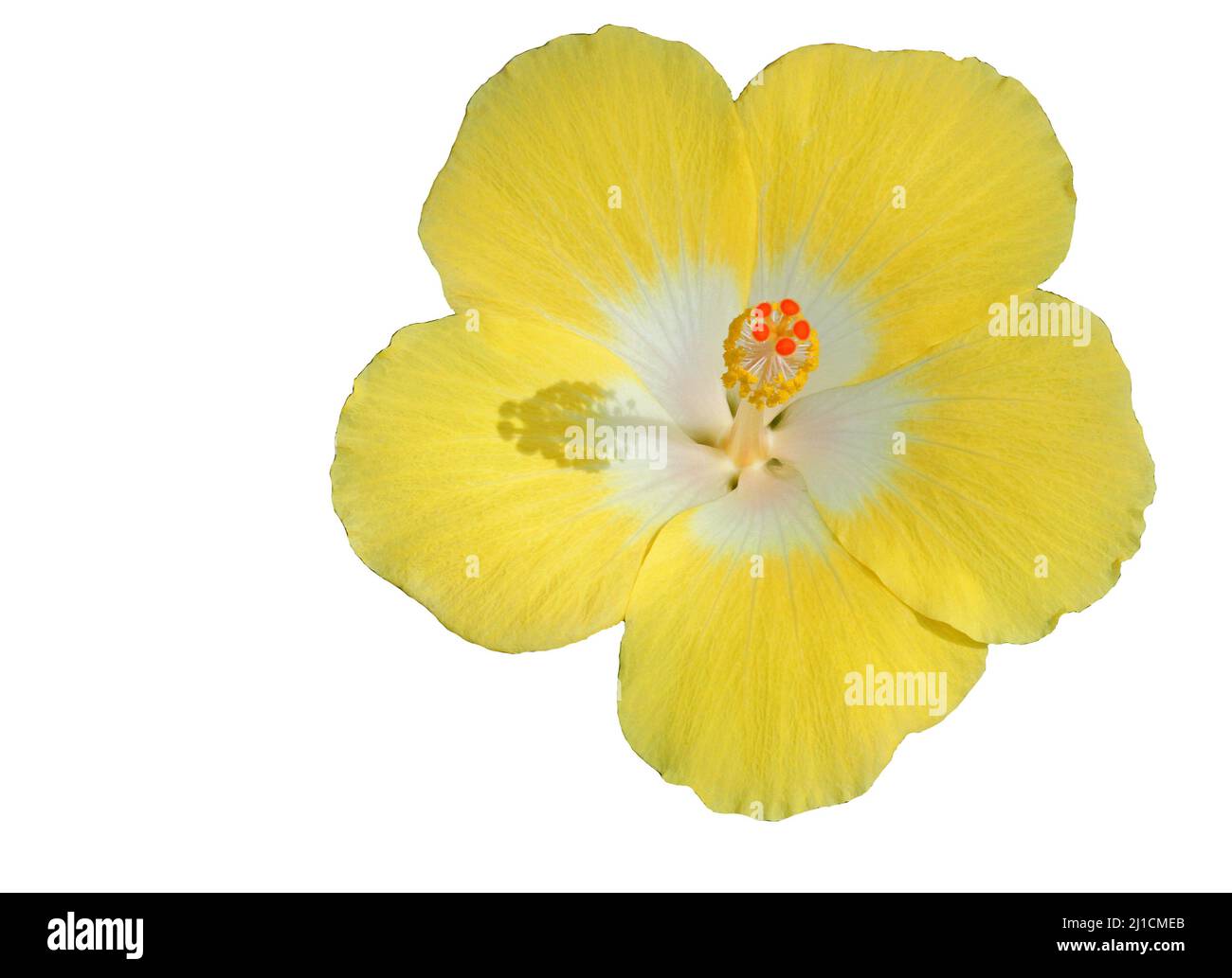 Yellow hibiscus isolated on white Stock Photo - Alamy