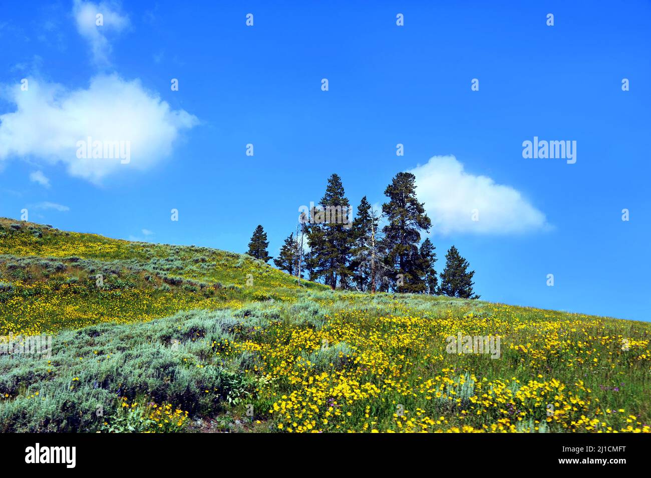 Yellow cedar trees hi-res stock photography and images - Alamy