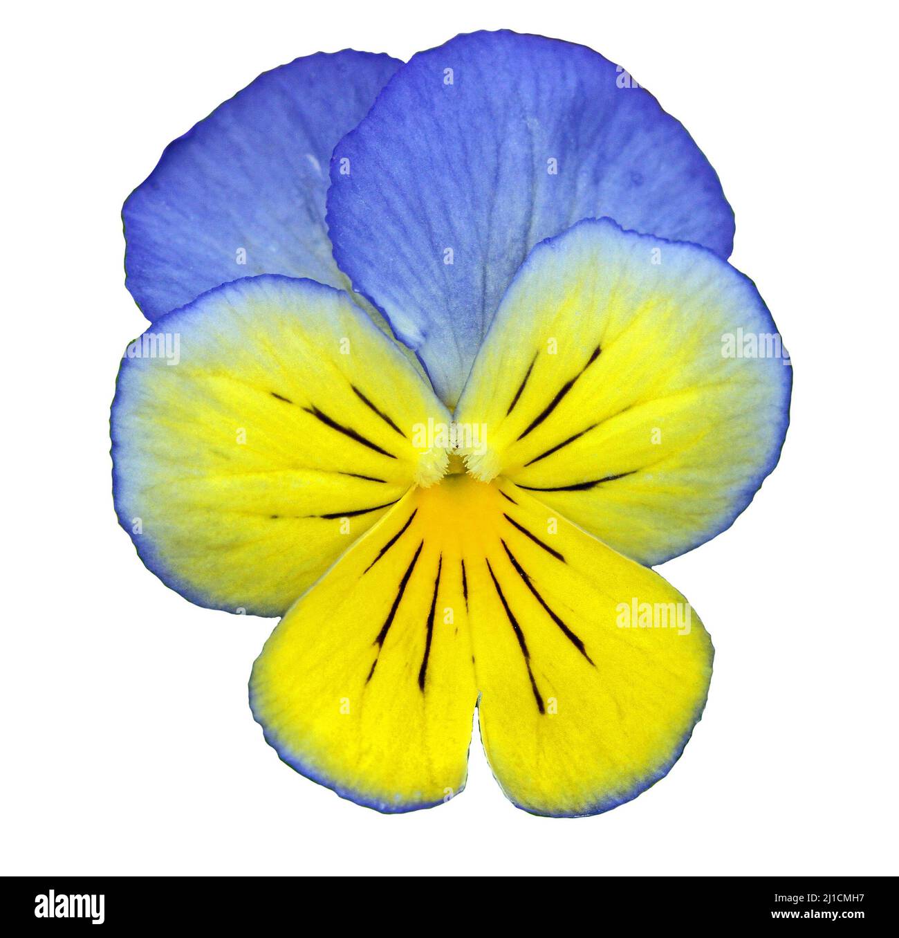 Bright blue and yellow pansy isolated Stock Photo - Alamy