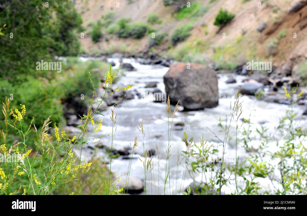 Yellow wildflowers bloom near North Entrance to Yellowstone National ...