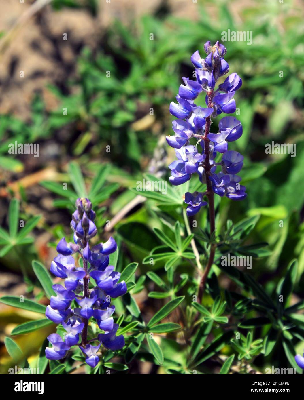 Two stalks of blue lupine bloom on the forest floor of Yellowstone ...