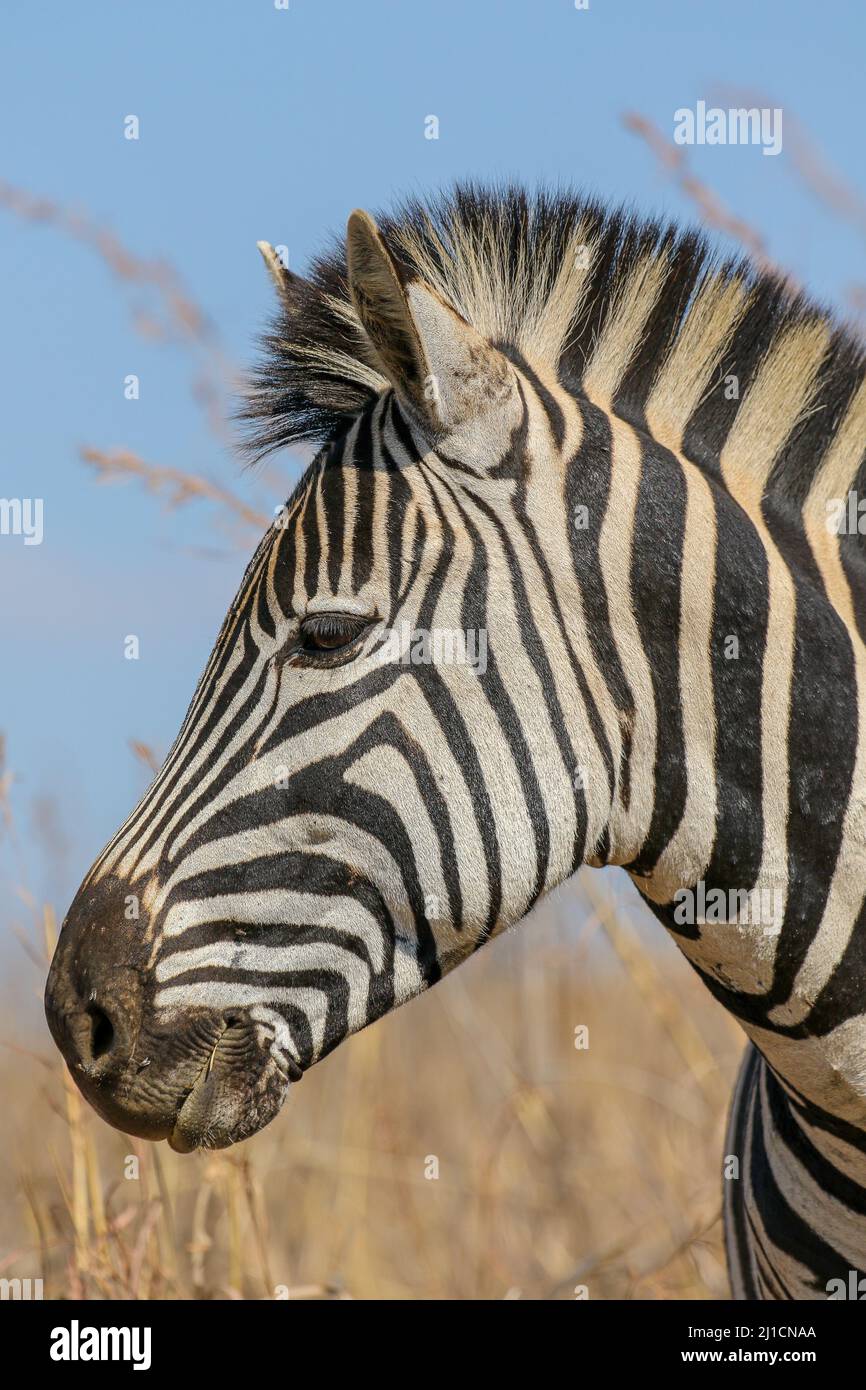 Plains Zebra, Kruger National Park Stock Photo - Alamy