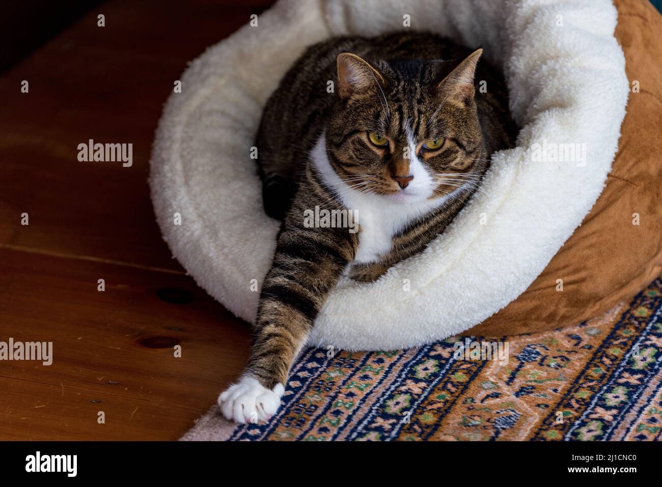 Cat with an unusual pose while sitting in bed Stock Photo - Alamy