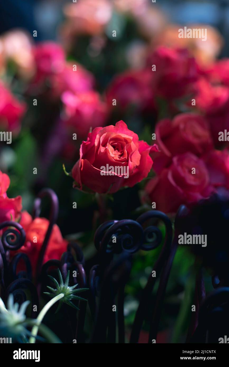 Beautiful pink rose stems rest in a bucket of water at a flower market ...