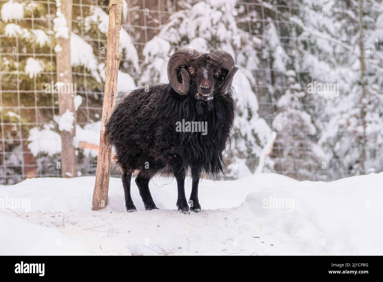 Black goat with big horns is standing on white background and looking ...