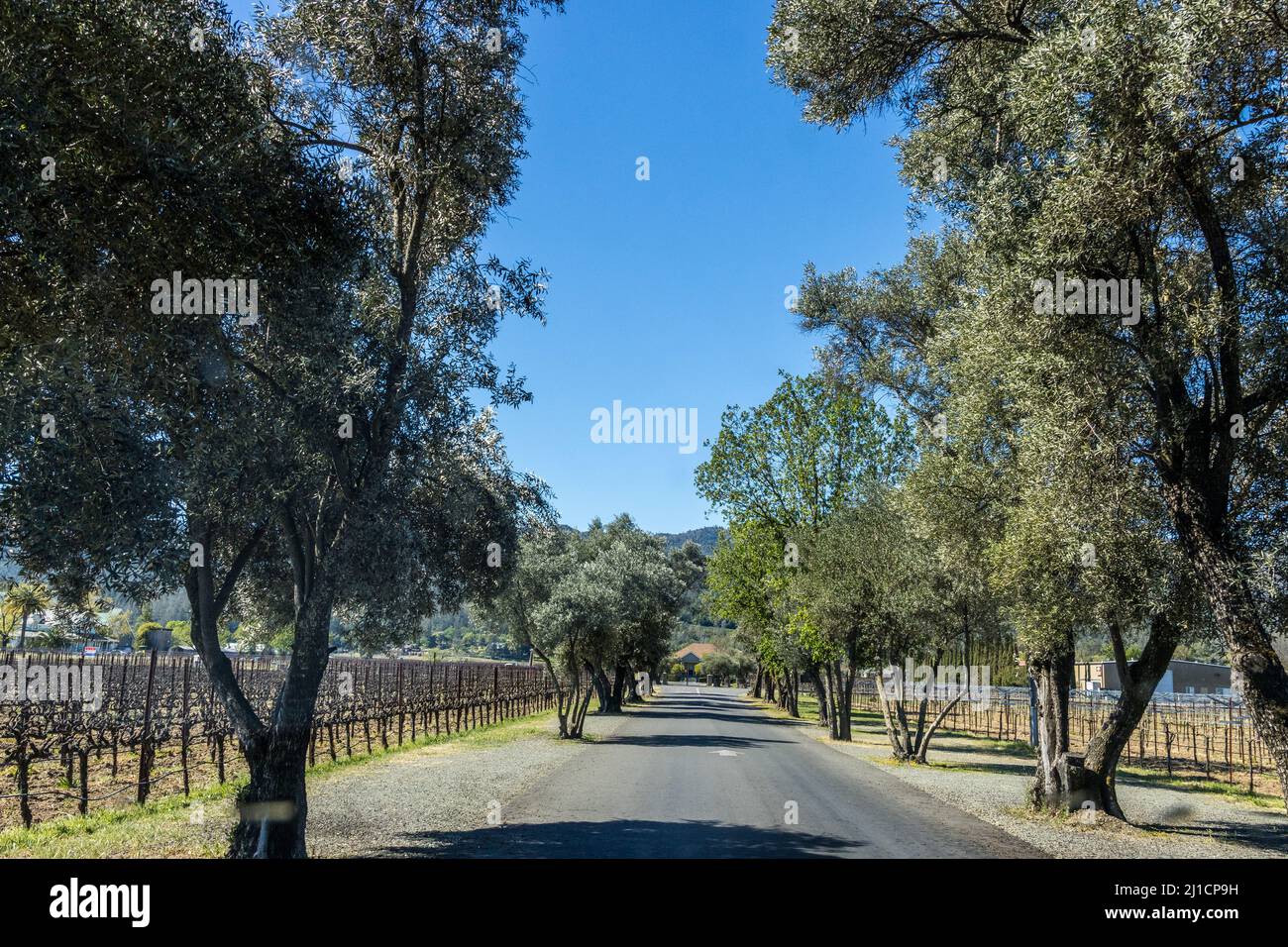 A tree lined lane in the Napa Valley of California USA Stock Photo - Alamy
