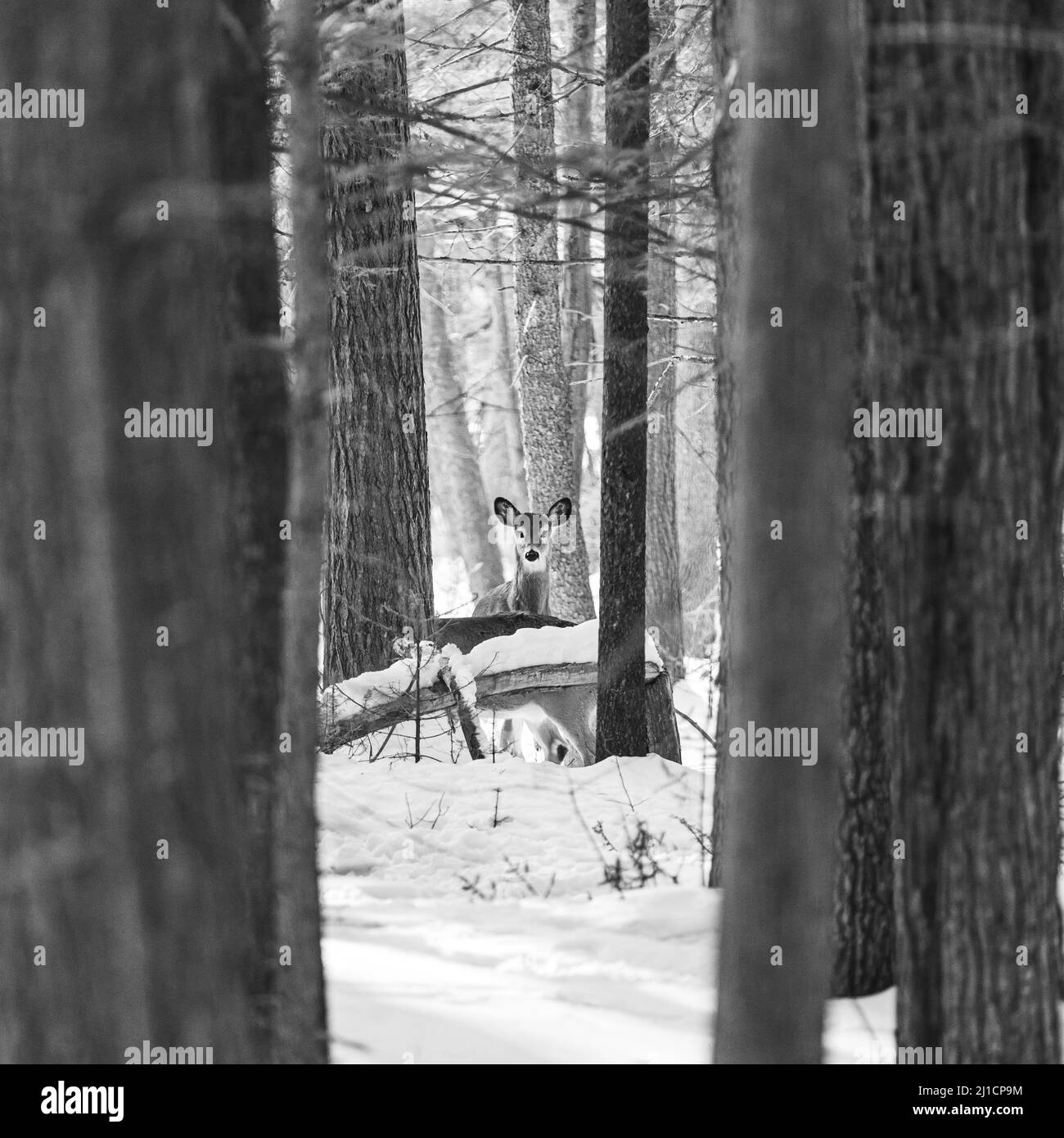 A grayscale shot of deer in a snowy forest Stock Photo - Alamy