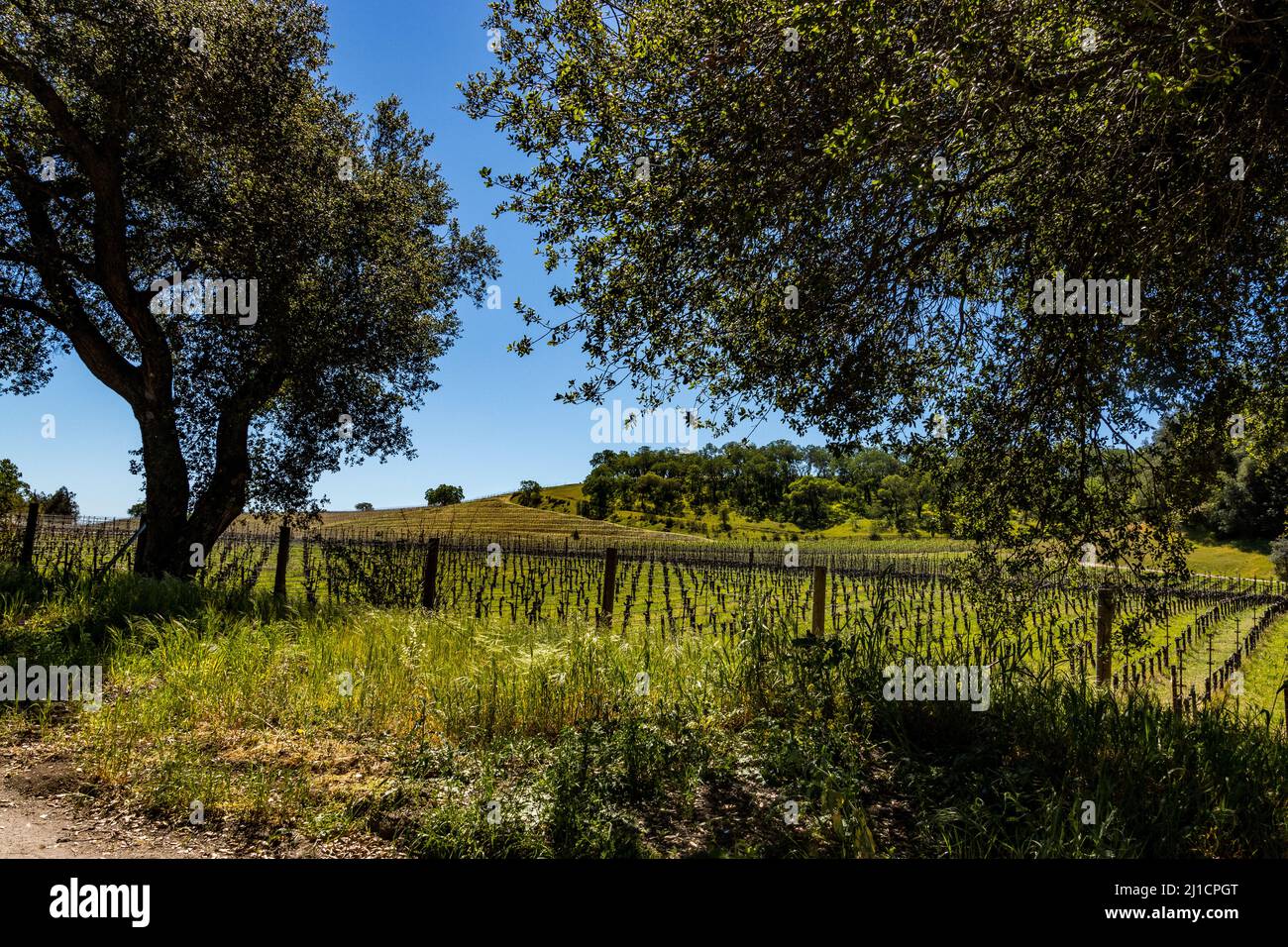 The Napa Valley spring of 2022 Stock Photo - Alamy