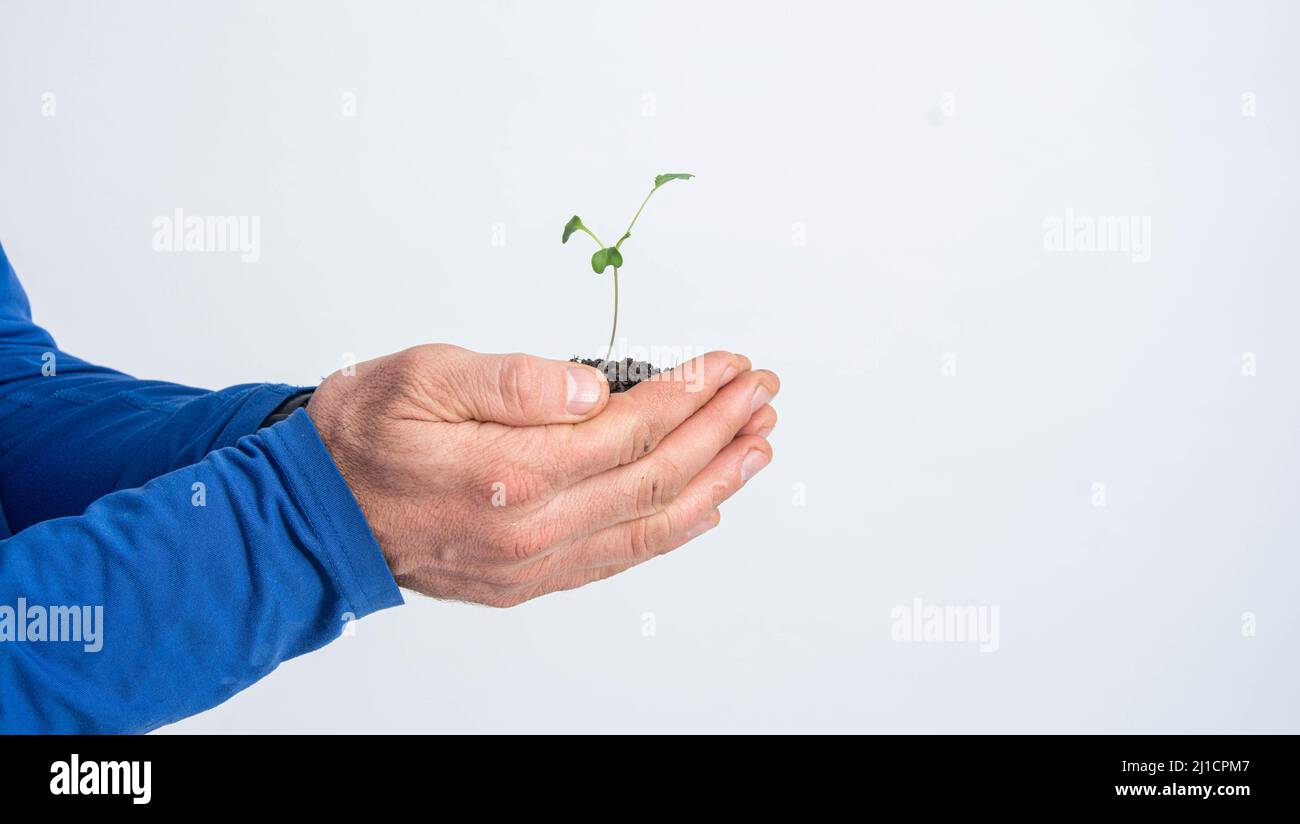 hand holding small tree on white background eco earth day concept Stock ...