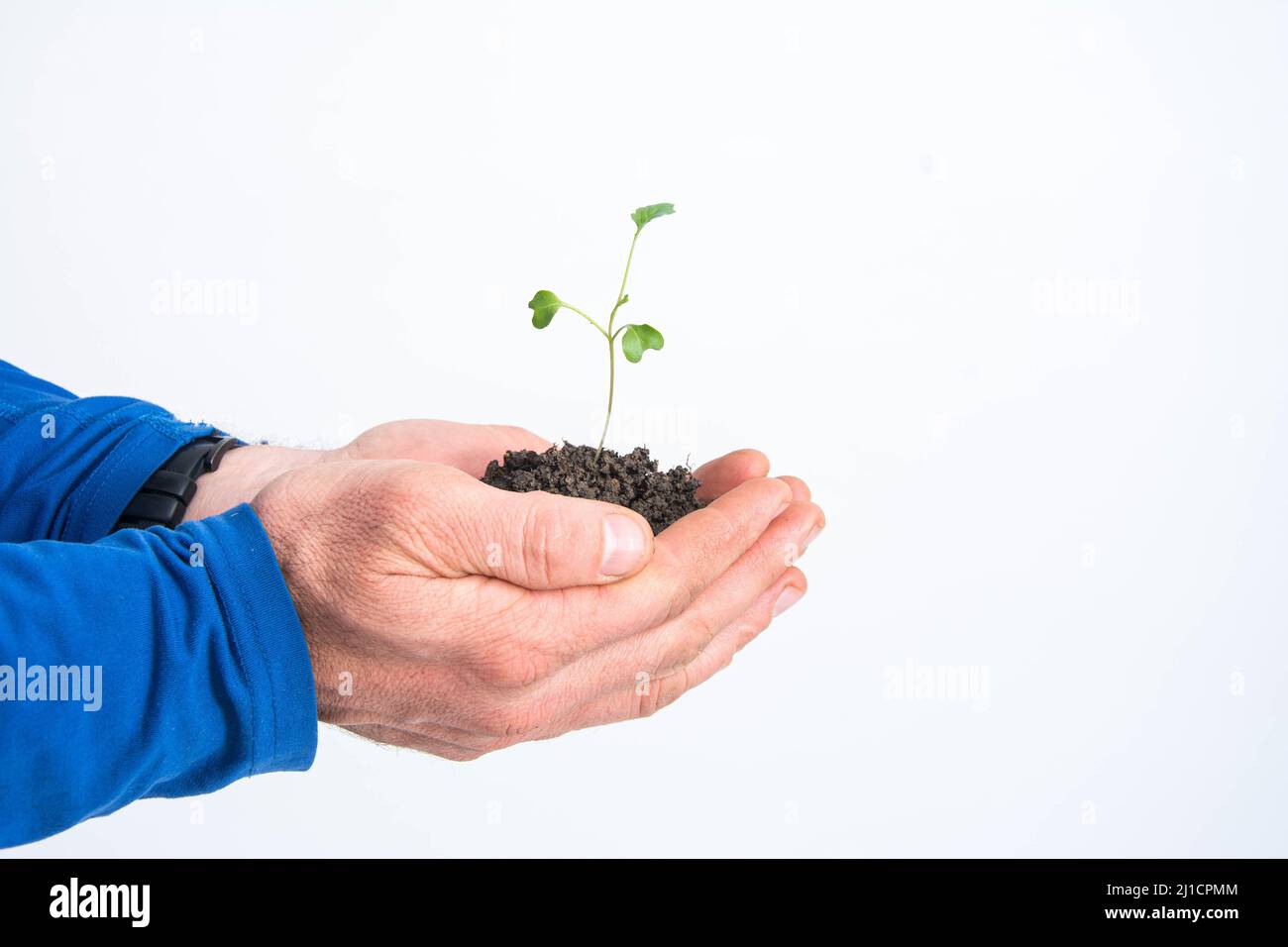 hand holding small tree on white background eco earth day concept Stock ...