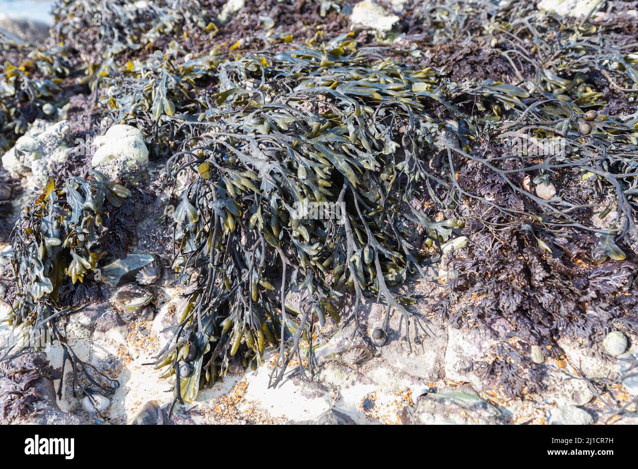 Nature seafront background Stock Photo - Alamy