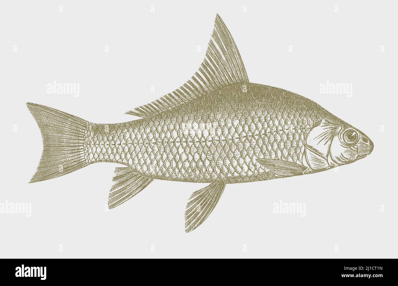 River carpsucker carpiodes carpio, freshwater fish from North America ...