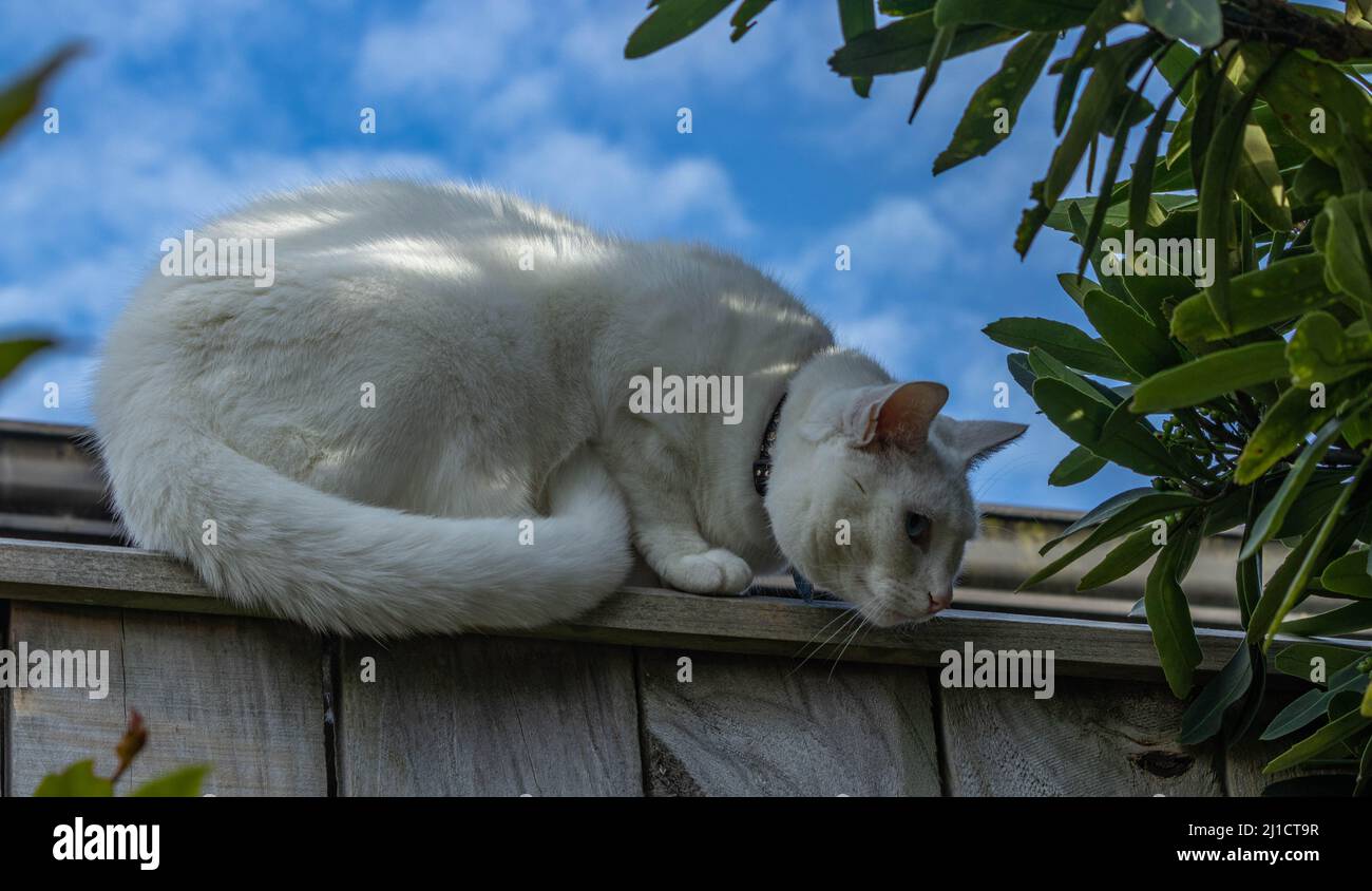 Cat teasing dog Stock Photo - Alamy