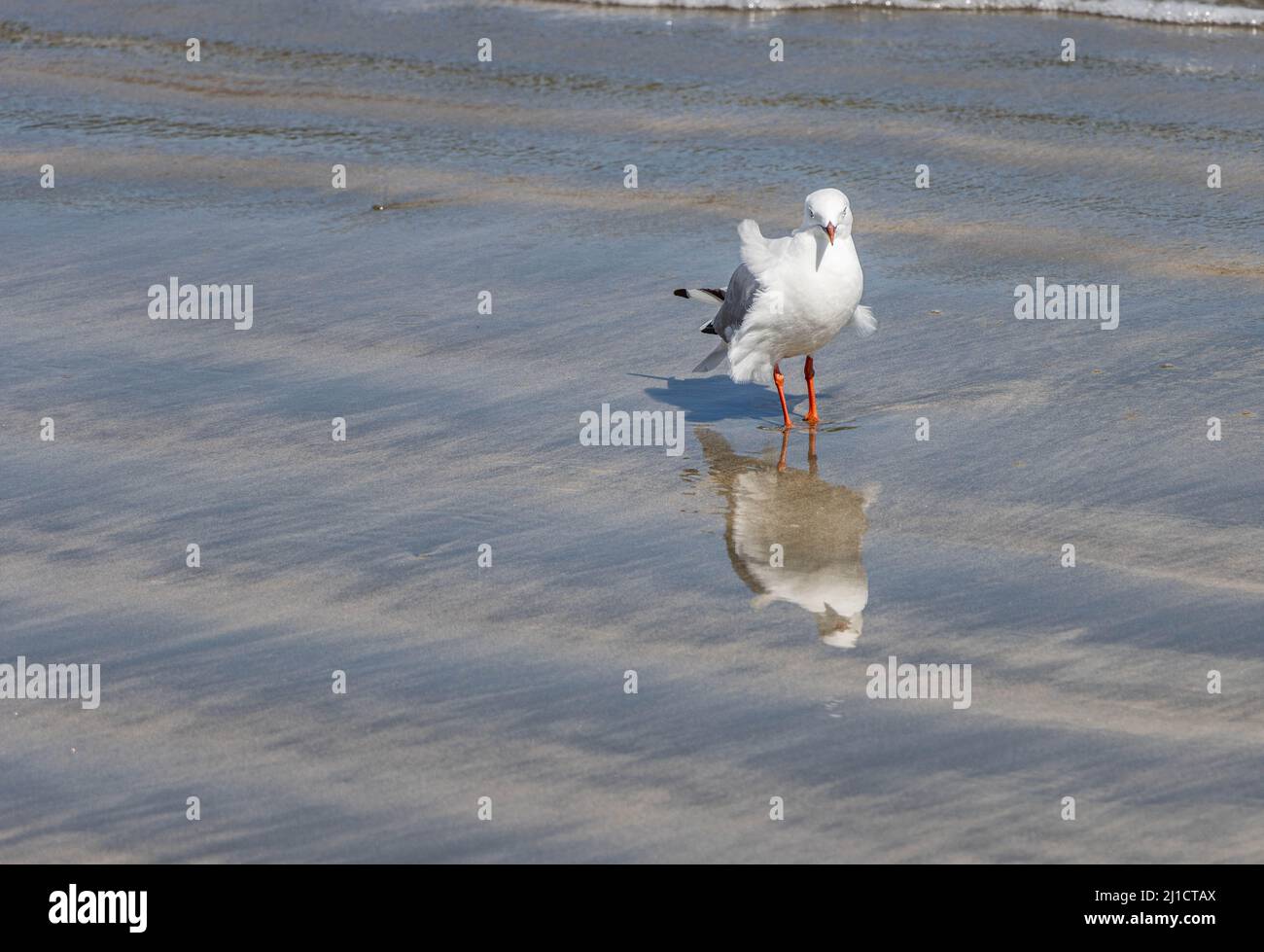 Pale gull hi-res stock photography and images - Alamy