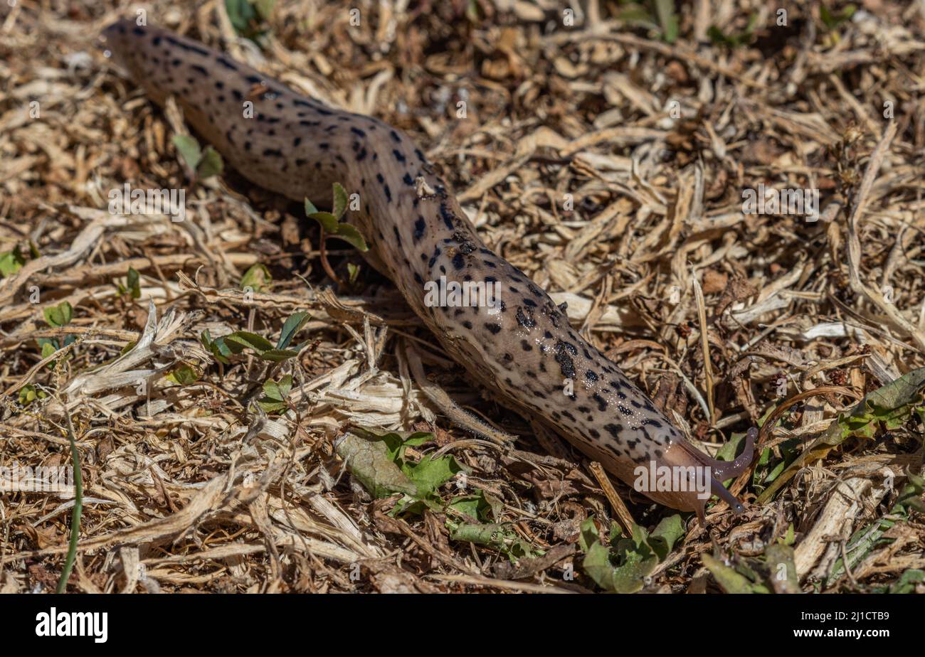 Slender tentacles hi-res stock photography and images - Alamy