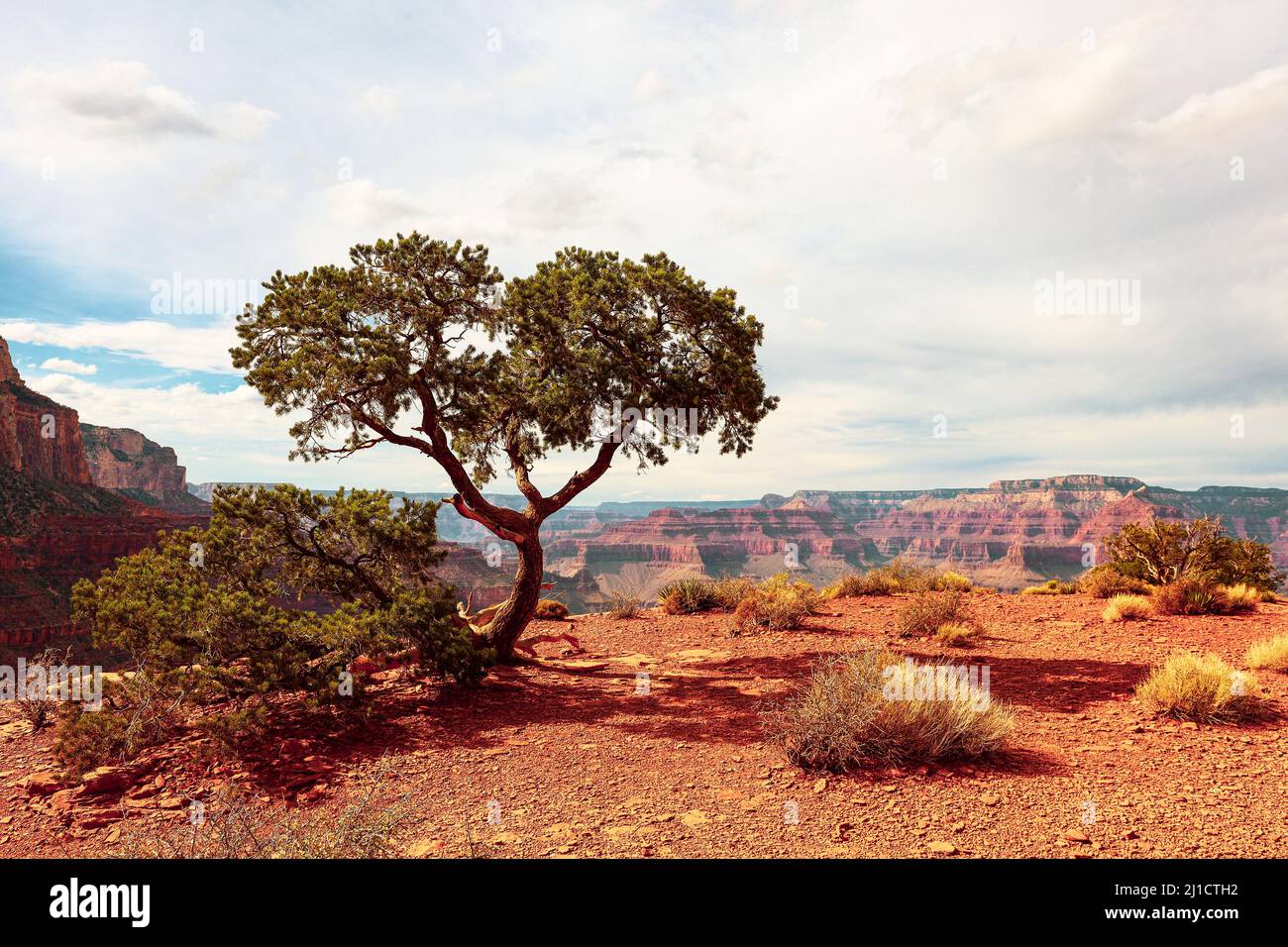 A tree along the South Kaibab trail in Arizona at the Grand Canyon ...