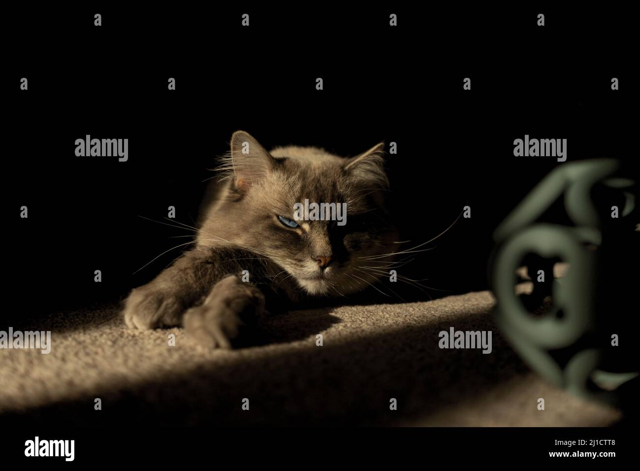 Cat sitting on carpet in hi-res stock photography and images - Alamy