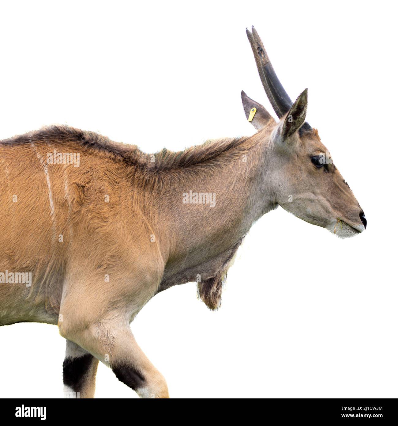 Antelope face hi-res stock photography and images - Alamy
