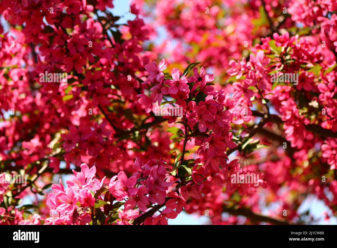 Signs of spring in Minnesota Stock Photo - Alamy