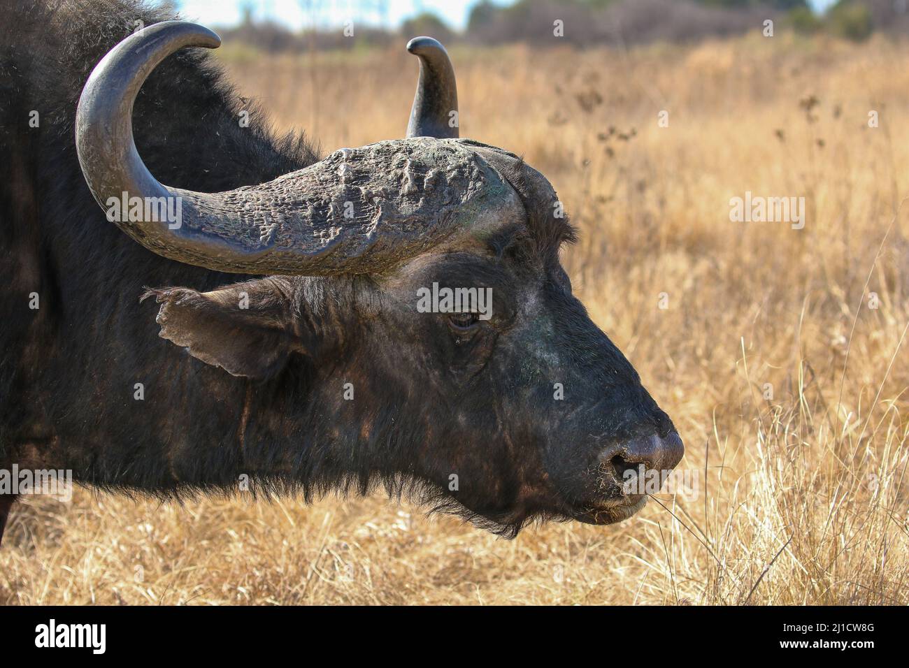 Bull buffalo farm mammal hi-res stock photography and images - Alamy