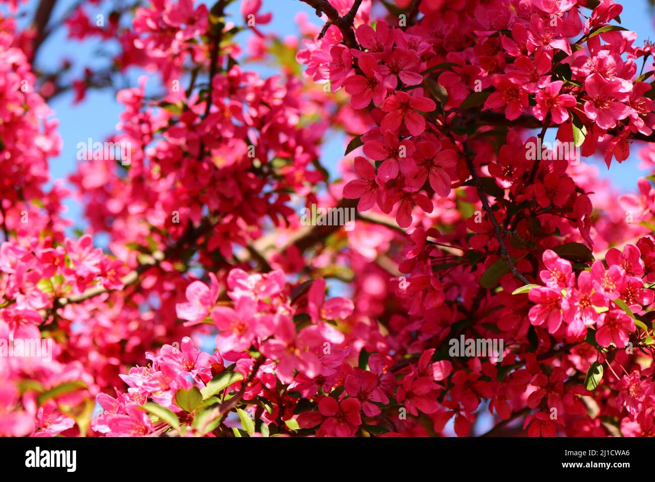 Signs of spring in Minnesota Stock Photo - Alamy