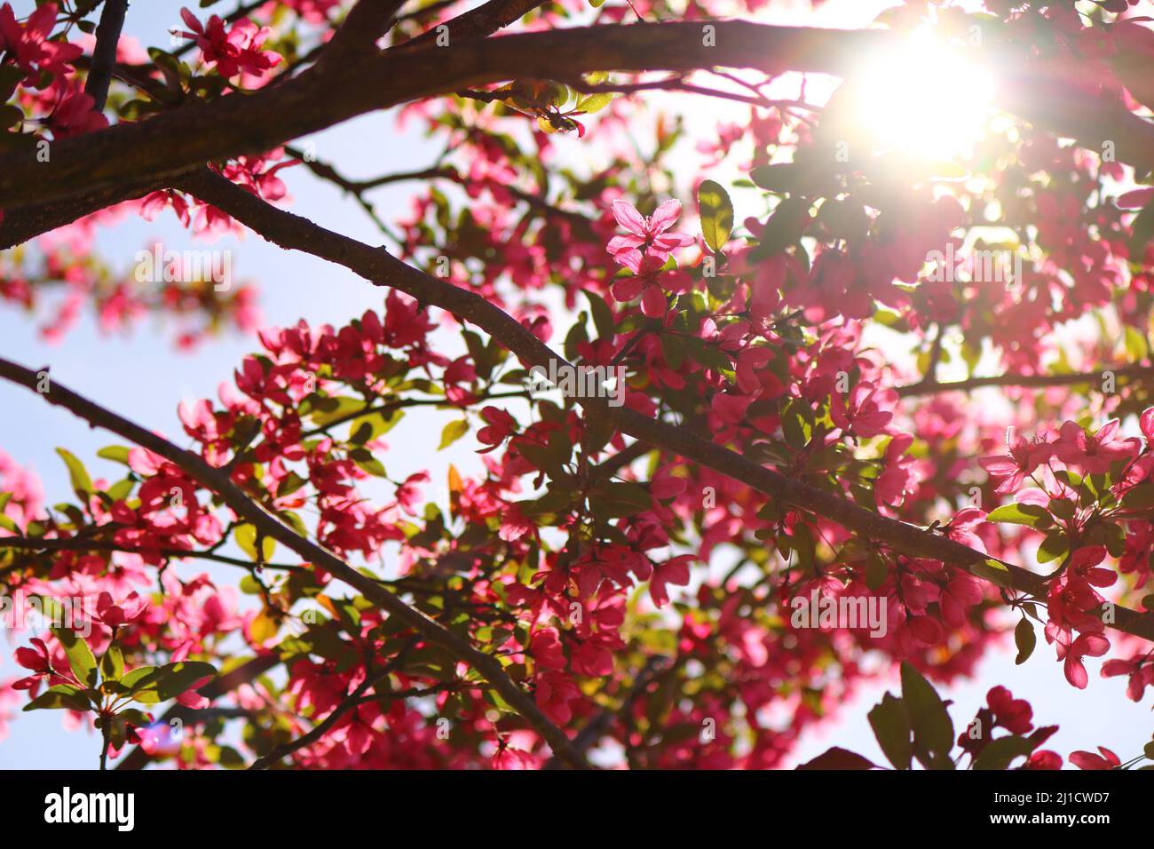 Signs of spring in Minnesota Stock Photo - Alamy
