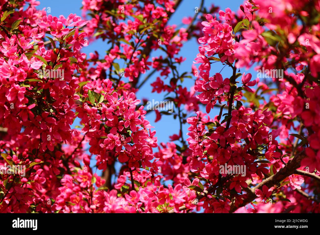 Signs of spring in Minnesota Stock Photo - Alamy