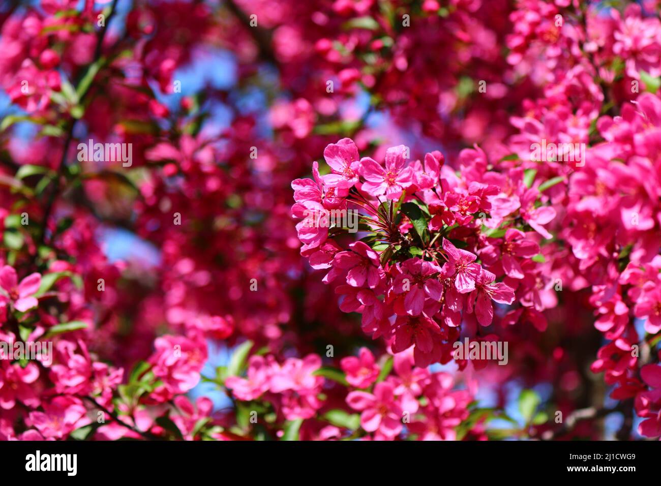 Bright pink signs hi-res stock photography and images - Alamy