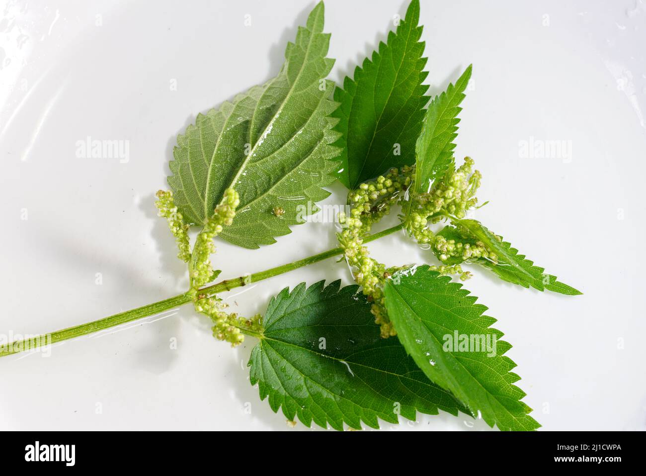 A nettle branch isolated on a white background Stock Photo - Alamy