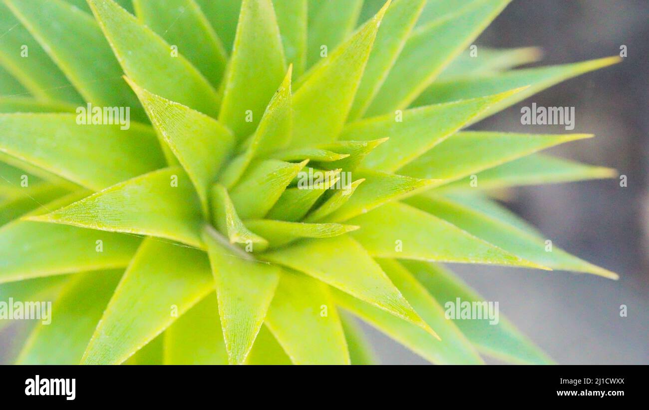 flowers conifer wildflower plants cutes Stock Photo - Alamy