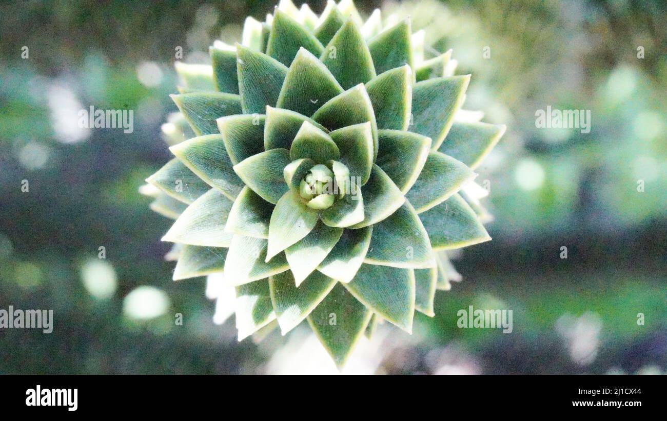flowers conifer wildflower plants cutes Stock Photo - Alamy