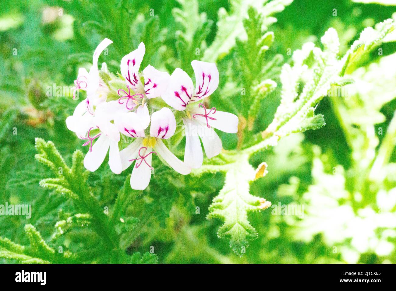 flowers conifer wildflower plants cutes Stock Photo - Alamy