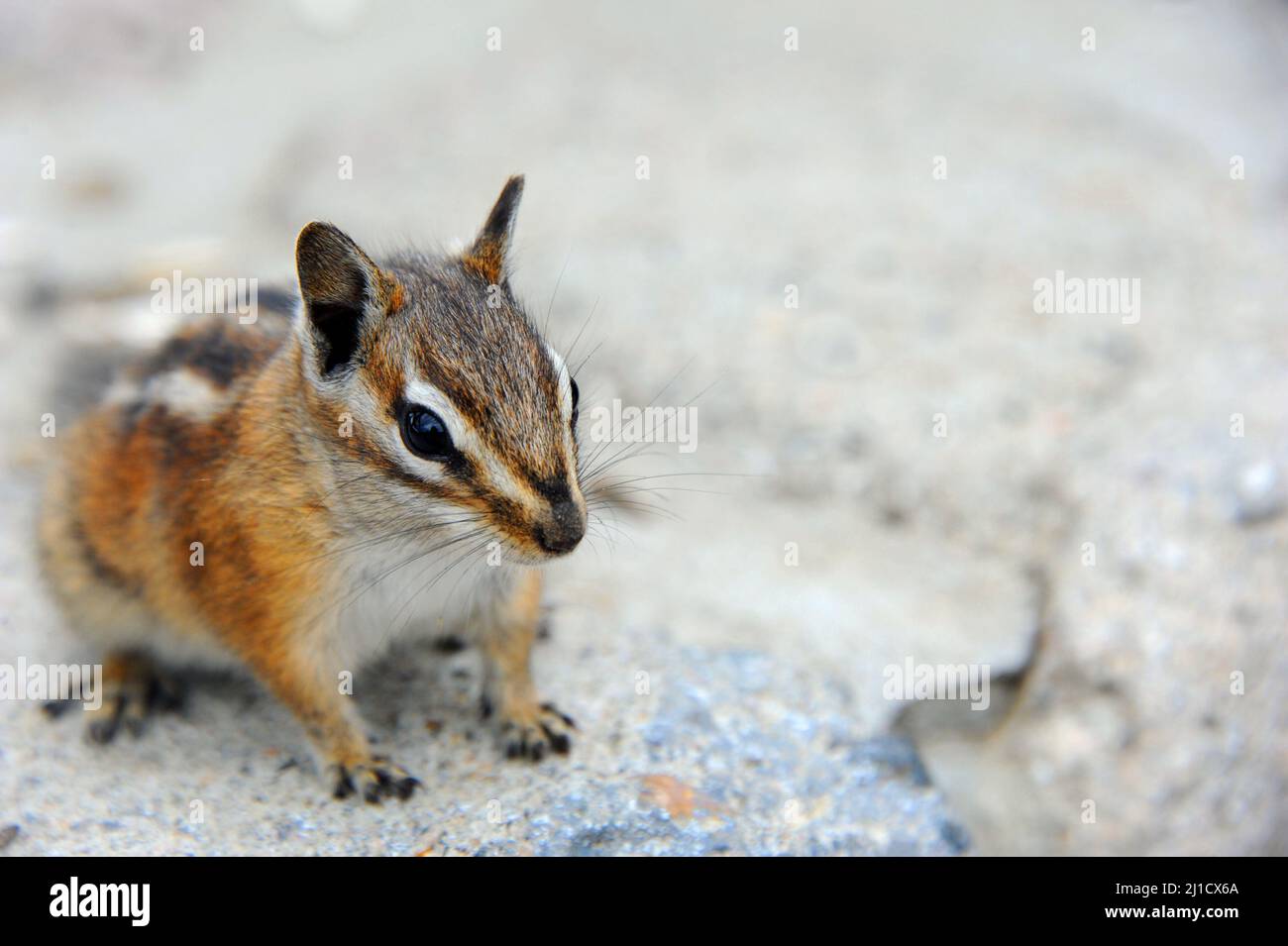 Closeup of chipmunk freezes him in the corner of image. Chipmunk is ...