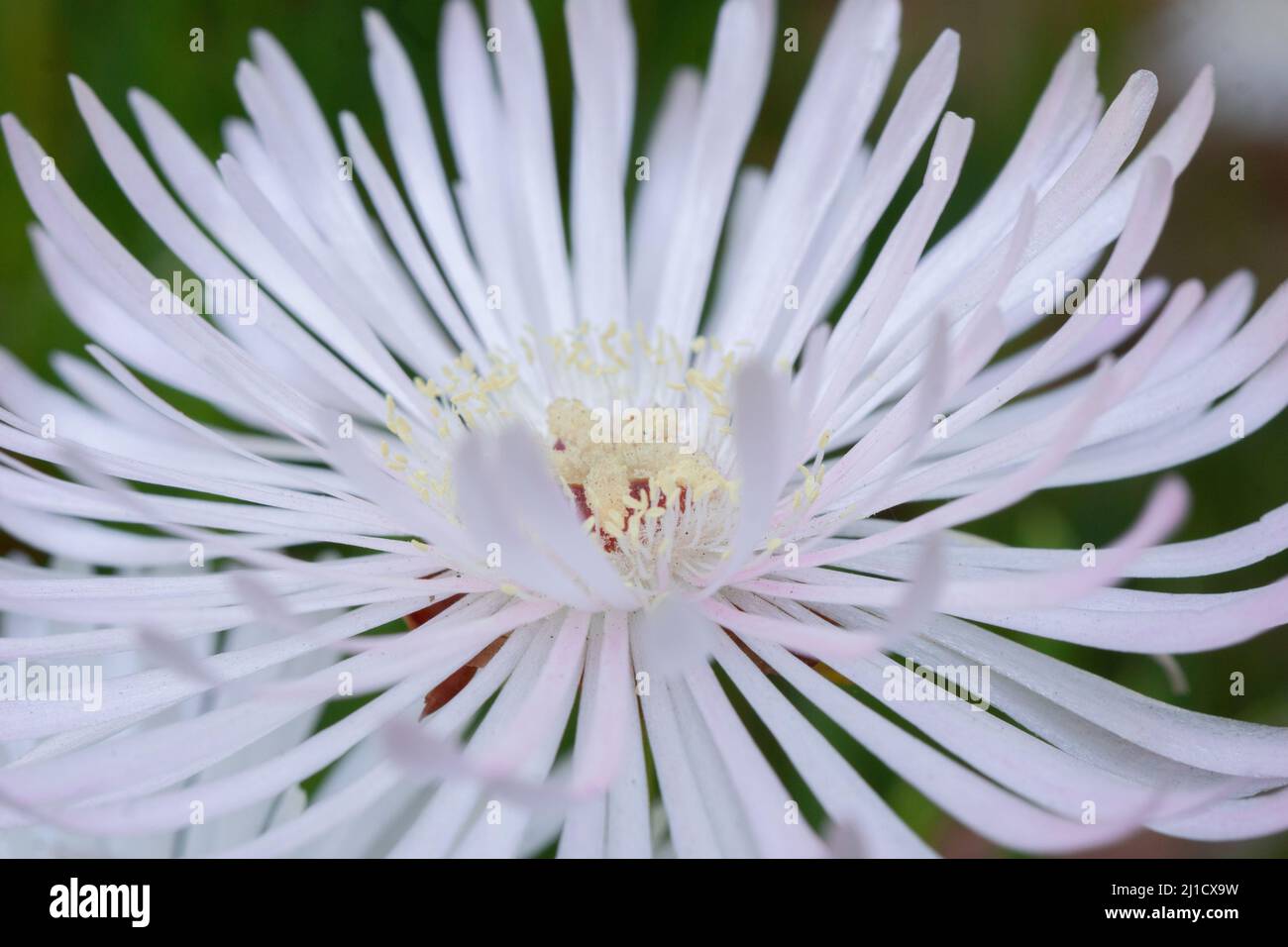 flowers conifer wildflower plants cutes Stock Photo - Alamy