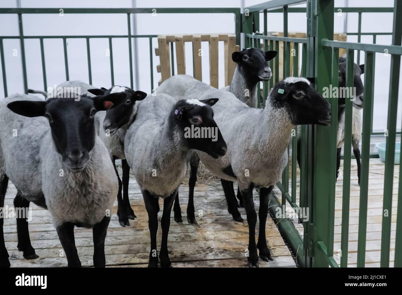 Flock of Romanov sheep at animal exhibition, trade show Stock Photo - Alamy