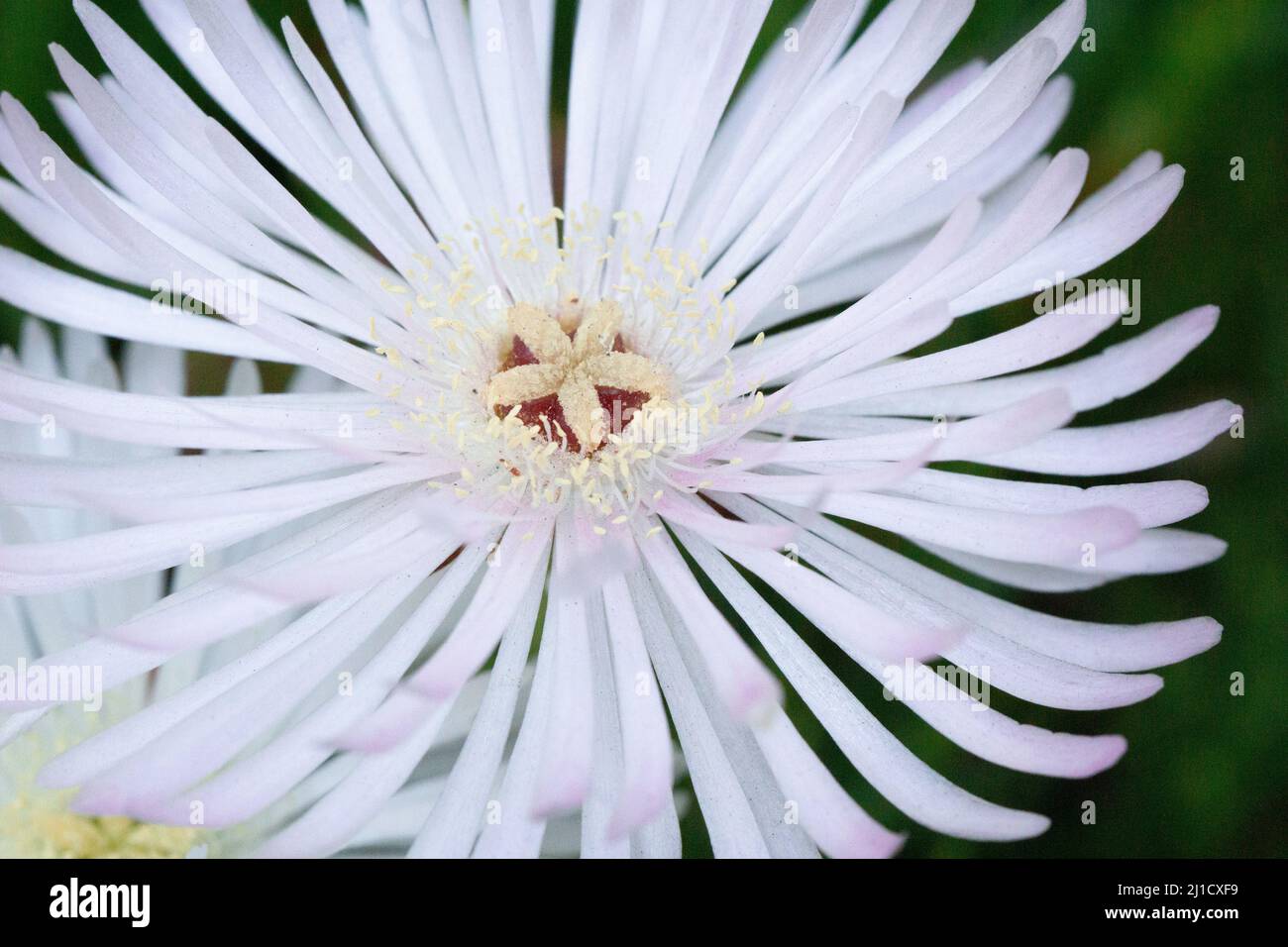 flowers conifer wildflower plants cutes Stock Photo - Alamy