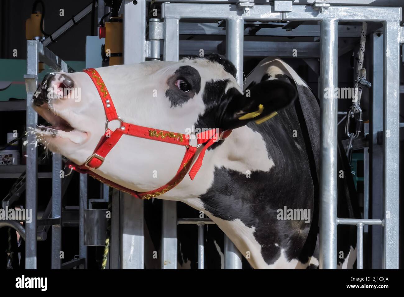 Scared Cow Activists Target Cinemagoers With 'Dairy Is Scary' Film